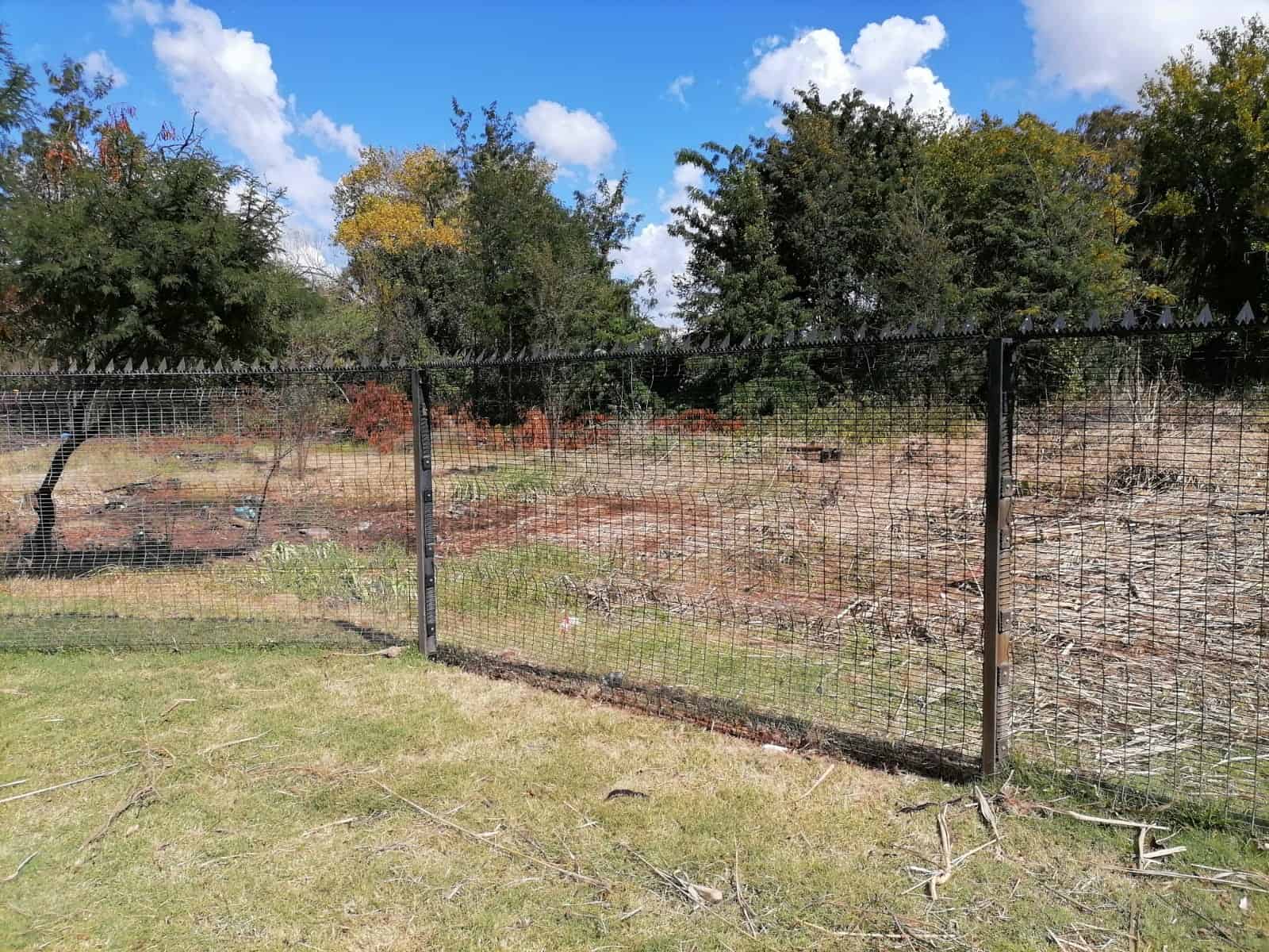 AfriForum se Potchefstroom-tak roei indringerplante uit - AfriForum