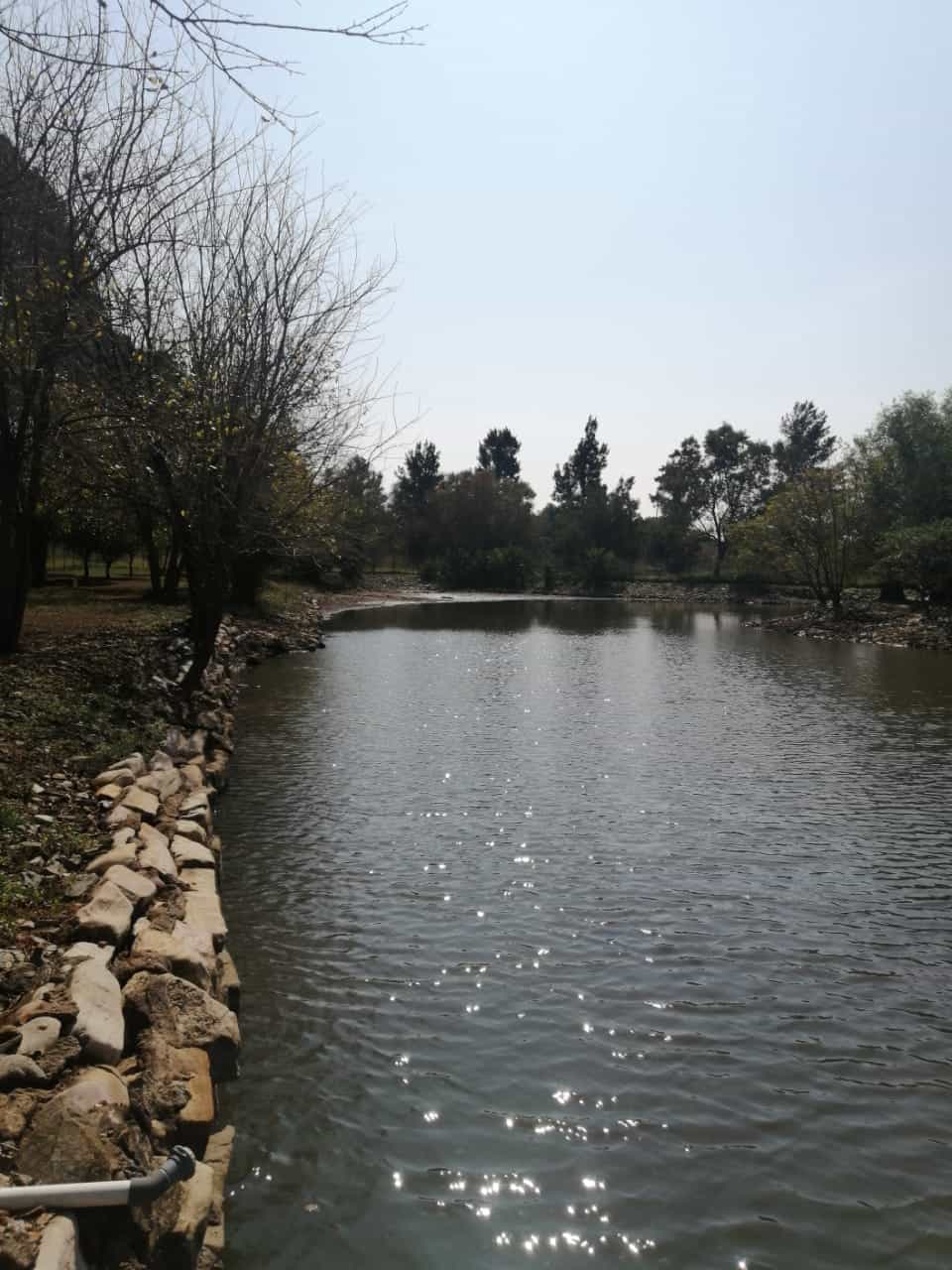 Springs branch takes duck pond under their wing - AfriForum