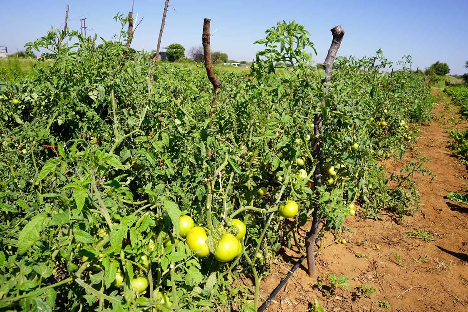 Landbou-ontwikkelingsvennootskap vier eerste oes - AfriForum