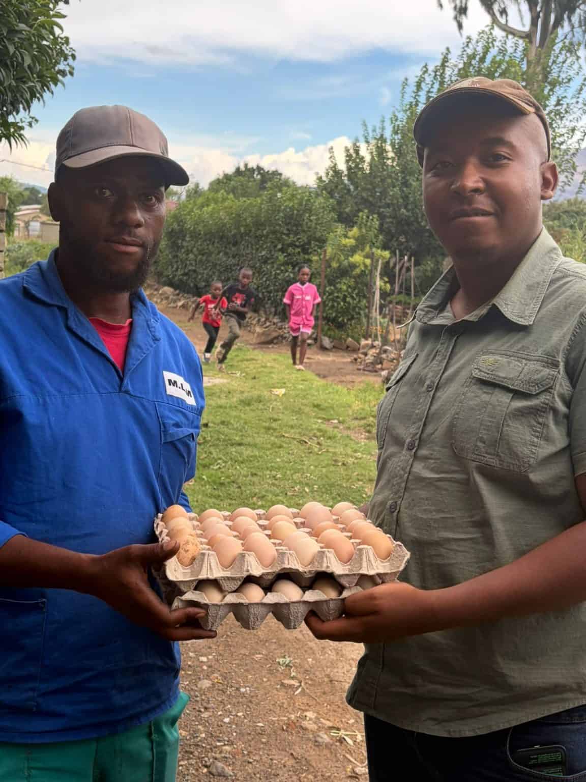 Joint layer hen project delivers first affordable eggs - AfriForum